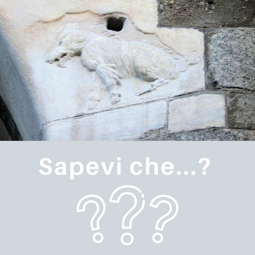 SAPEVI CHE: SCROFA SEMILANUTA